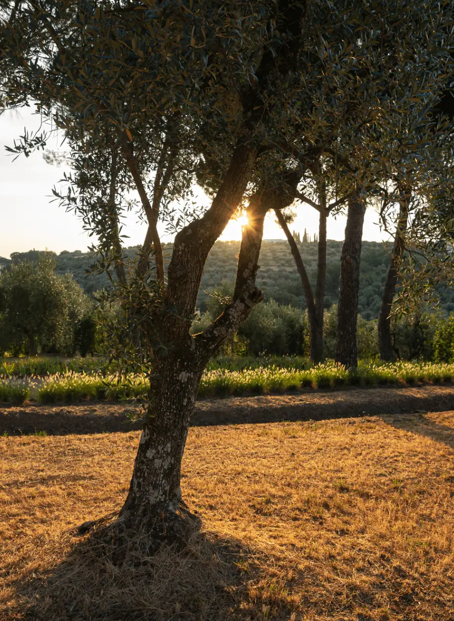 Homepage | Premium Olive Oil from the heart of "Tuscany"